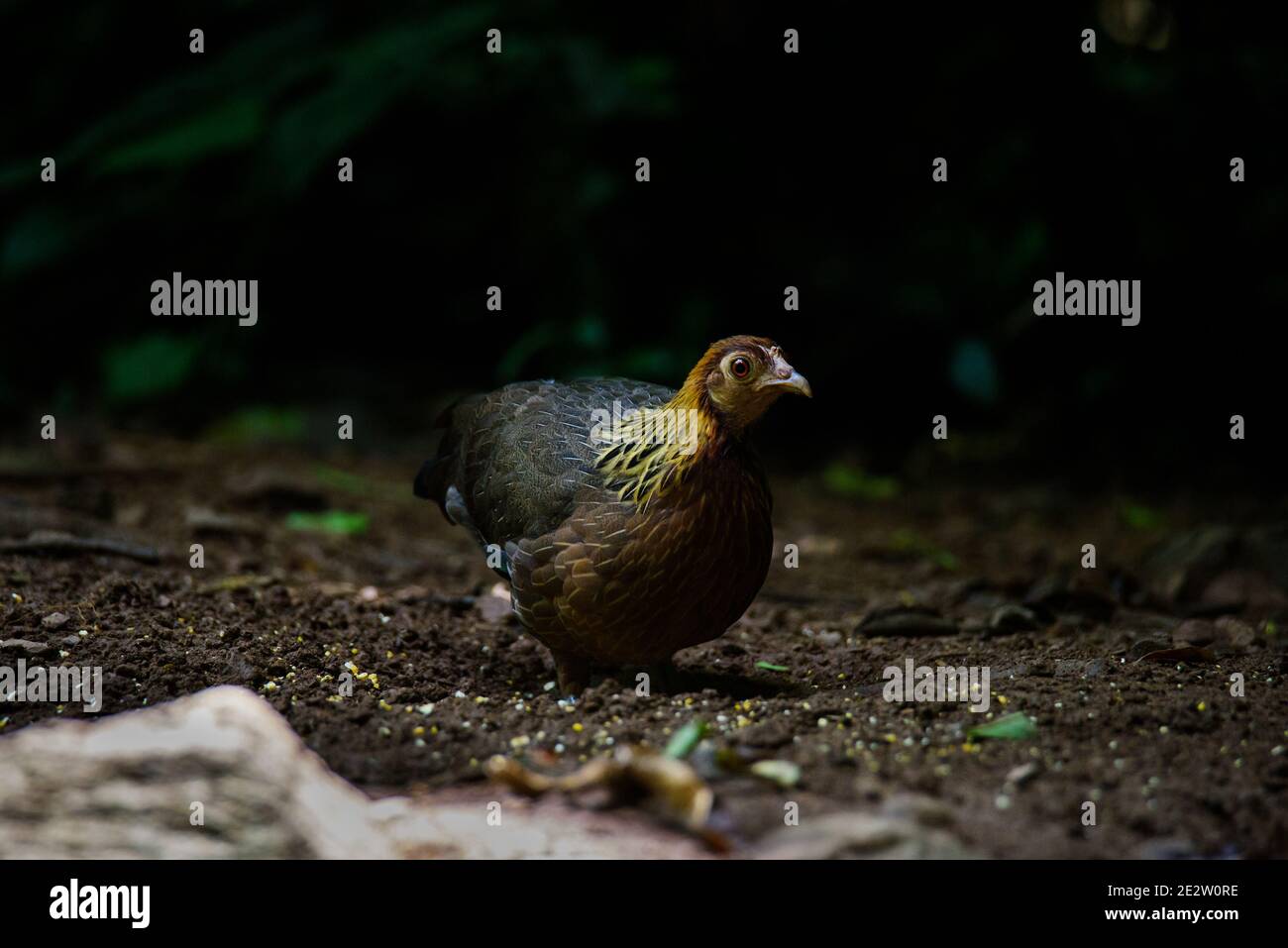Red junglefowl bird hi-res stock photography and images - Alamy