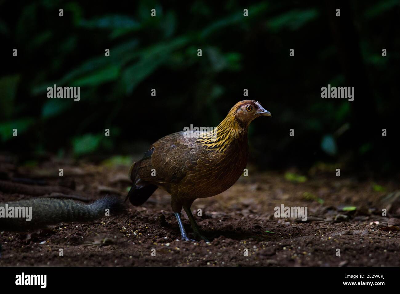 Bird, Red Junglefowl ( Gallus gallus ), Birds on ground Stock Photo - Alamy