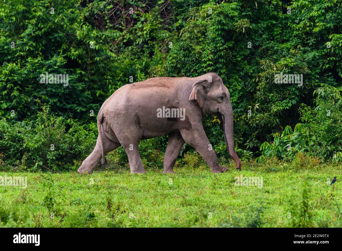 Beautiful morning sunrise elephant hi-res stock photography and images ...