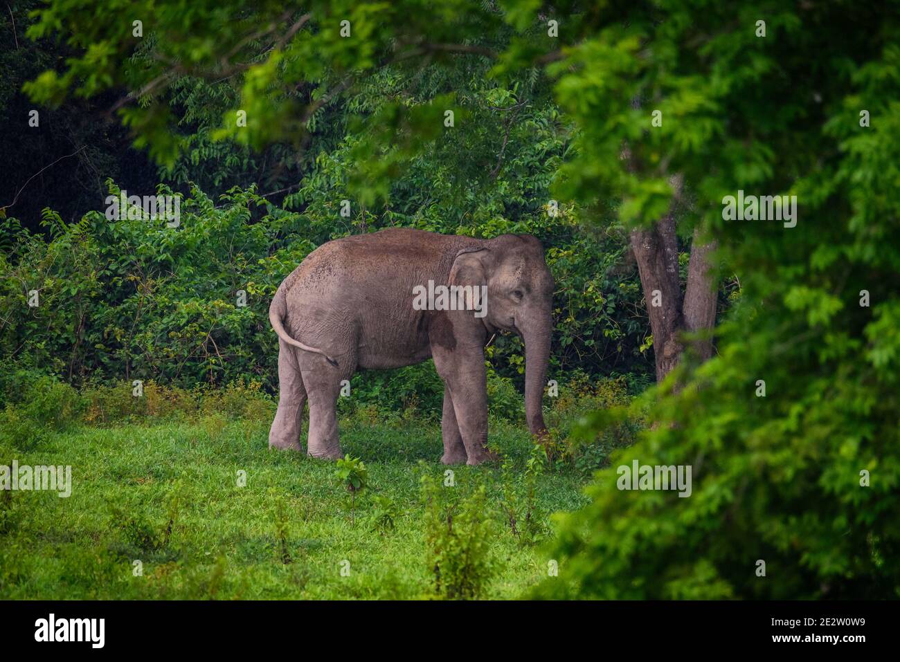 Beautiful morning sunrise elephant hi-res stock photography and images ...