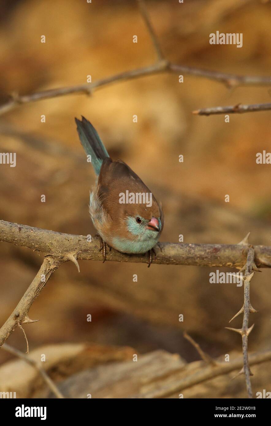 Red cheeked cordon bleu bird hi-res stock photography and images - Alamy