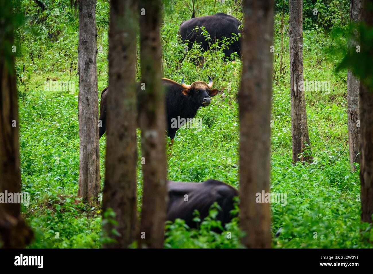 Gaur, Indian bison in the nature Stock Photo - Alamy
