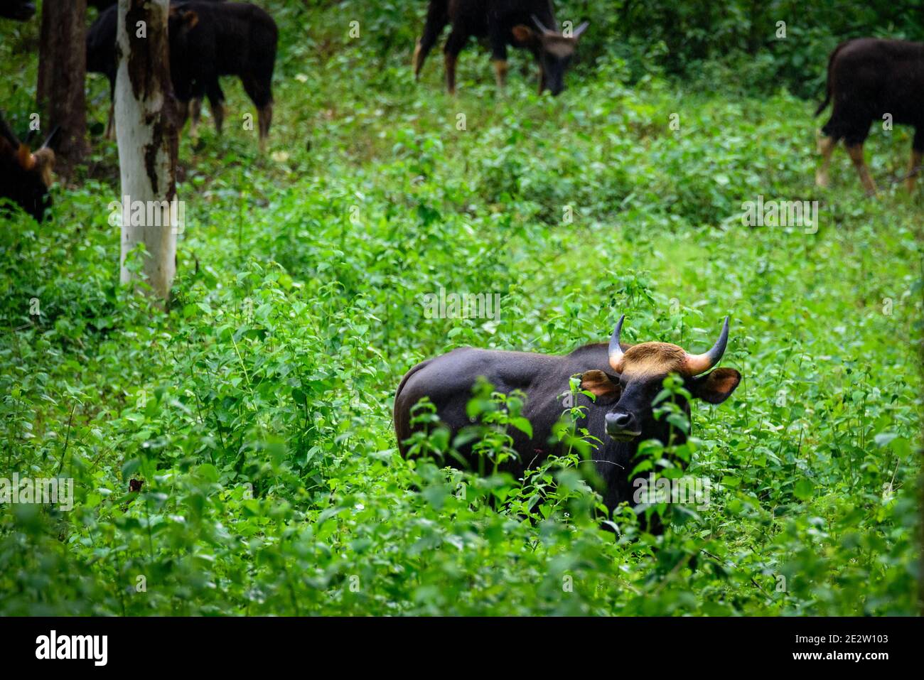 Indian bison in thailand hi-res stock photography and images - Alamy