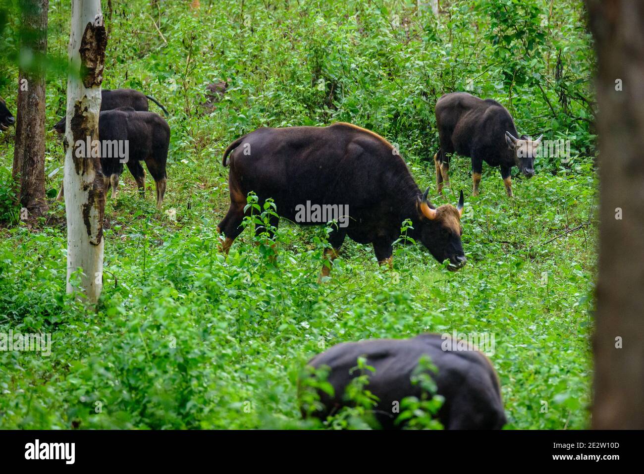 Indian bison in thailand hi-res stock photography and images - Alamy