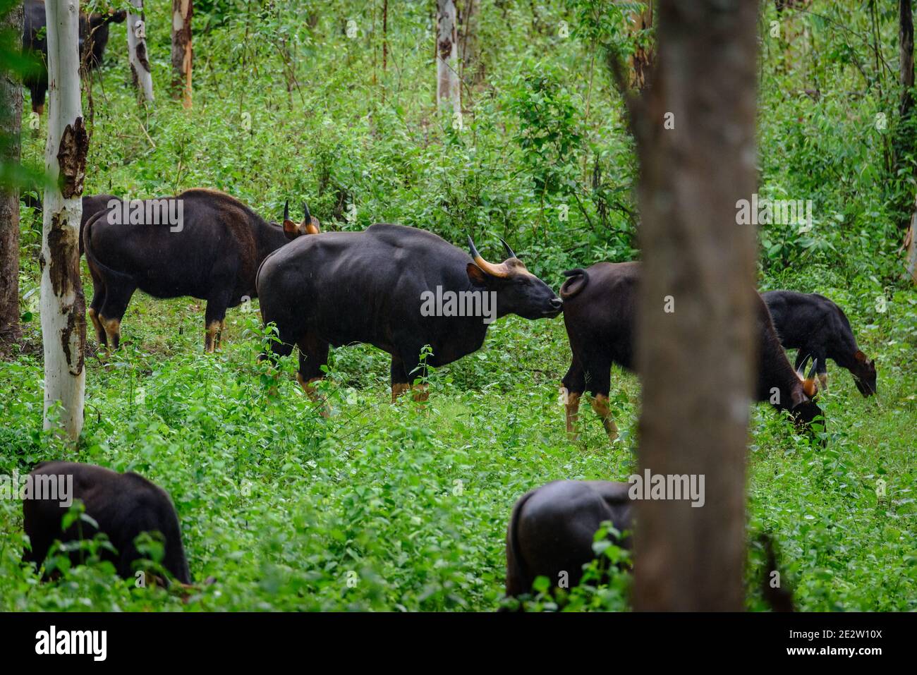 Gaur, Indian bison in the nature Stock Photo - Alamy