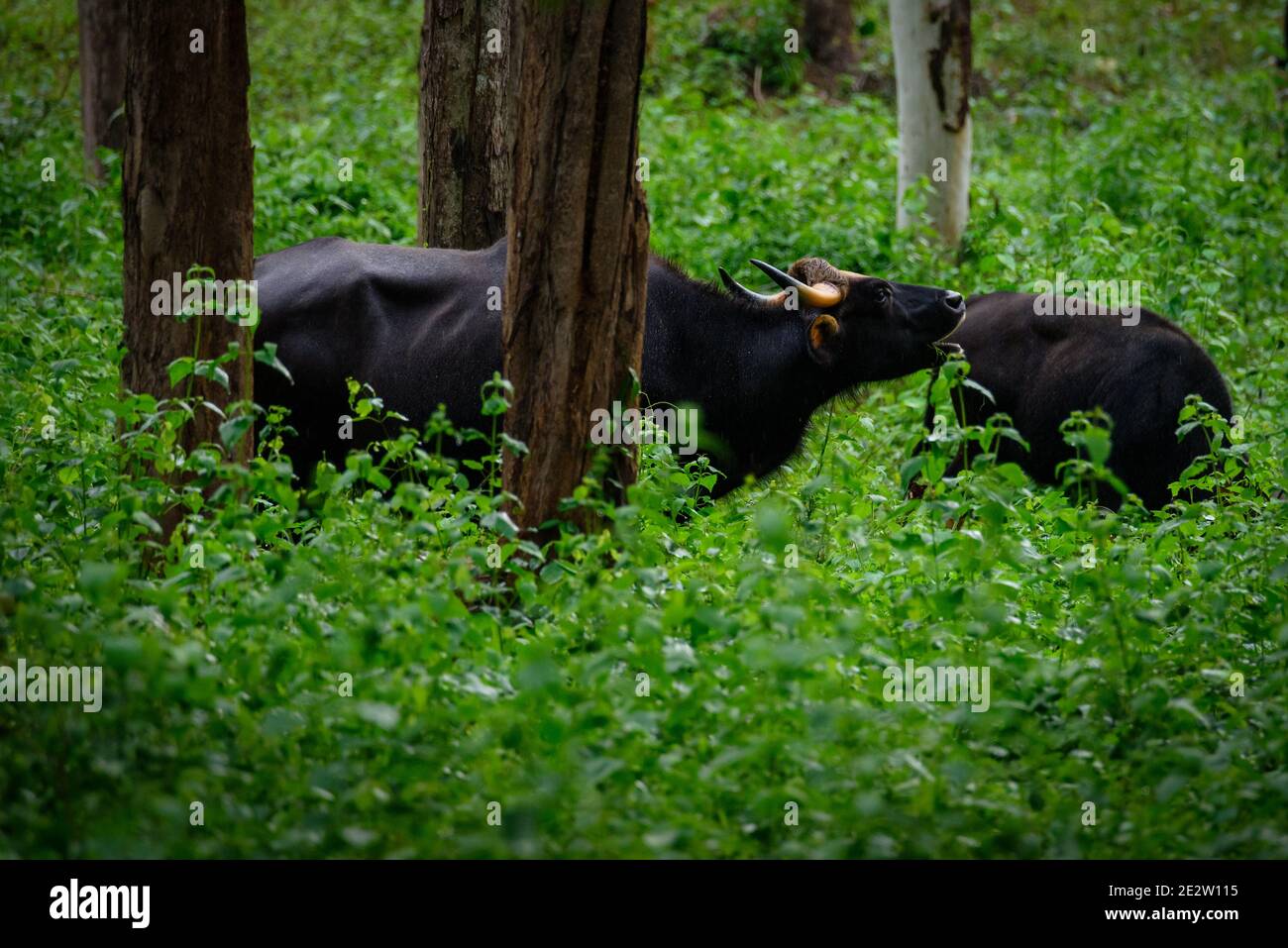 Gaur, Indian bison in the nature Stock Photo - Alamy