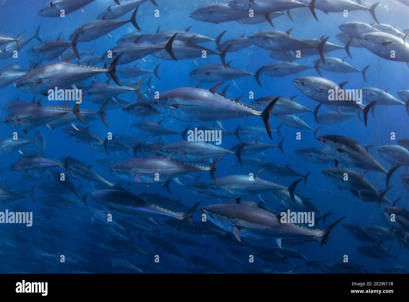 Atlantic bluefin tuna swimming. Mediterranean Sea Stock Photo - Alamy