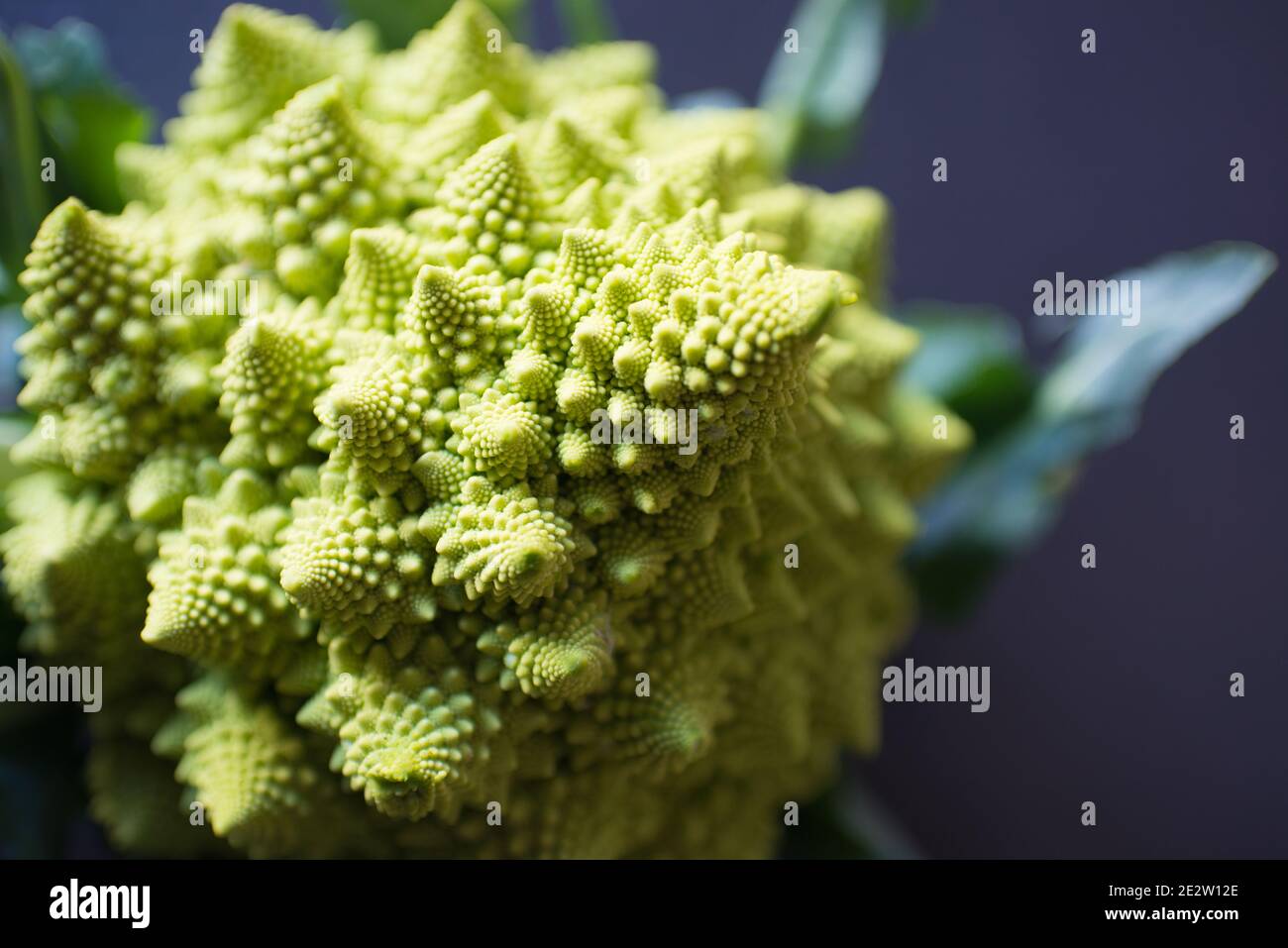 Close up with a romanescu coliflower with a black background Stock ...