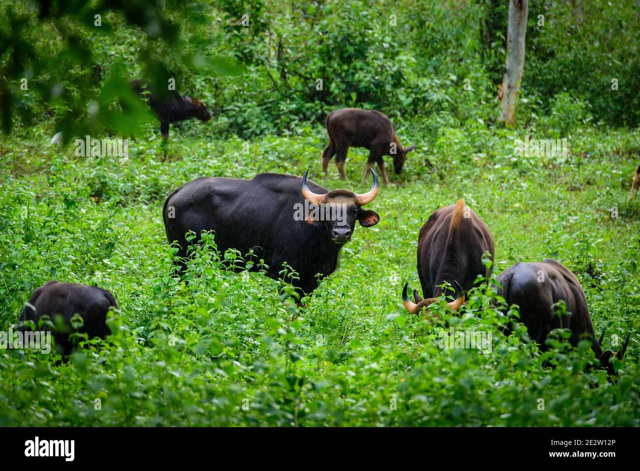 Gaur, Indian bison in the nature Stock Photo - Alamy