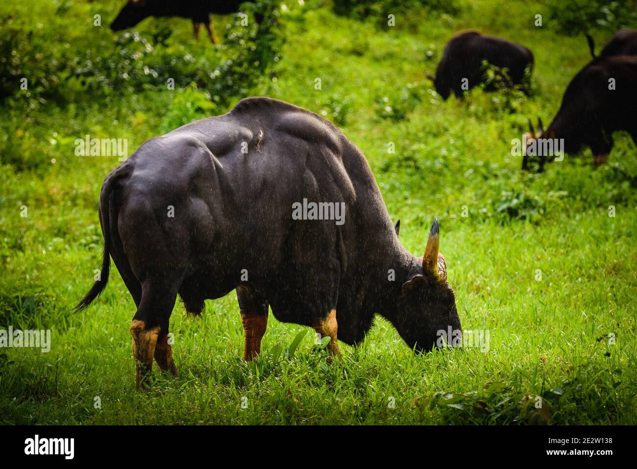 Gaur, Indian bison in the nature Stock Photo - Alamy