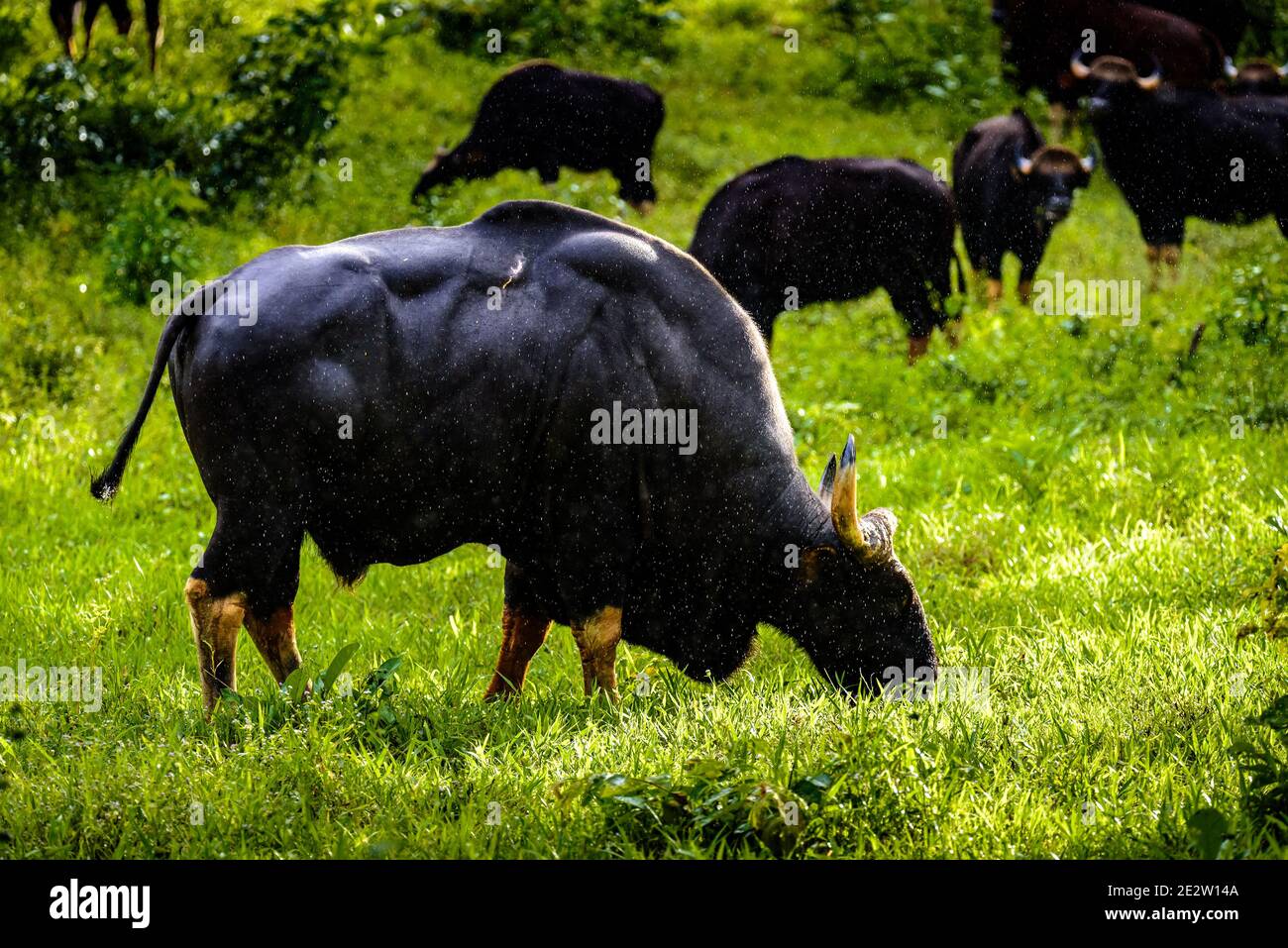 Gaur, Indian bison in the nature Stock Photo - Alamy