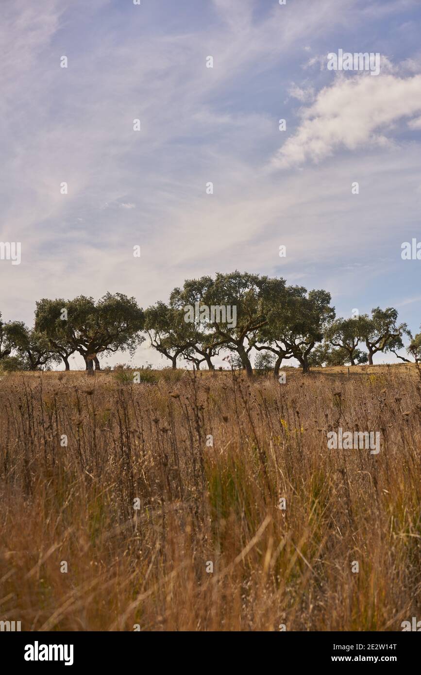 Cork trees in autumn fall in beautiful Alentejo nature landscape in ...