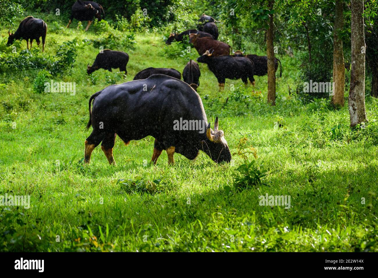 Gaur, Indian bison in the nature Stock Photo - Alamy