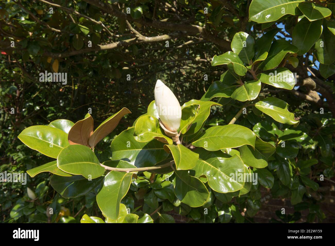 Magnolia grandiflora uk hi-res stock photography and images - Alamy