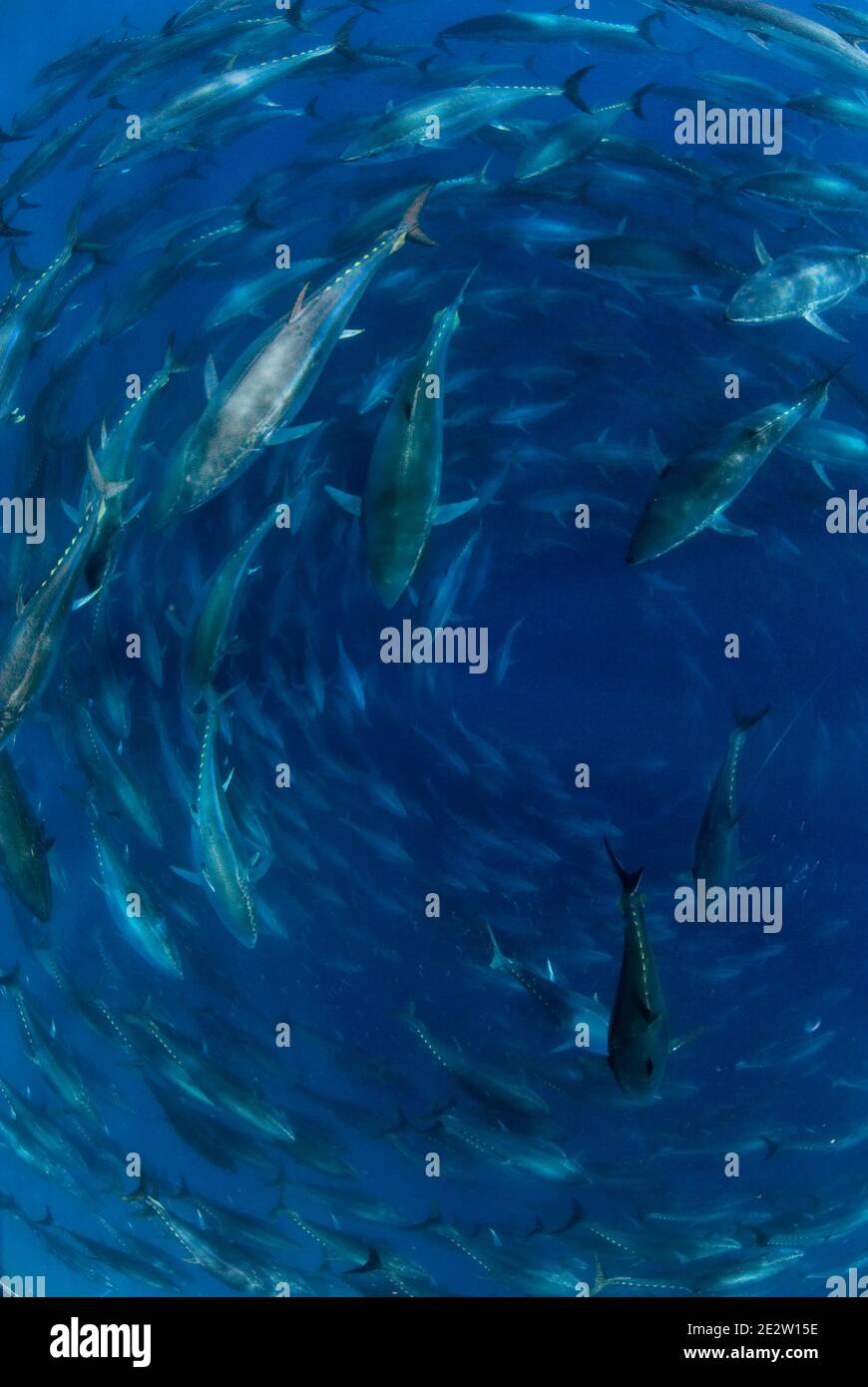 Atlantic bluefin tuna swimming in circle in seine fishing net ...