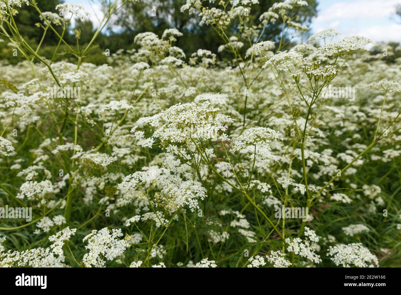 Achillea millefolium or common yarrow. Wild flowers in the meadow Stock ...