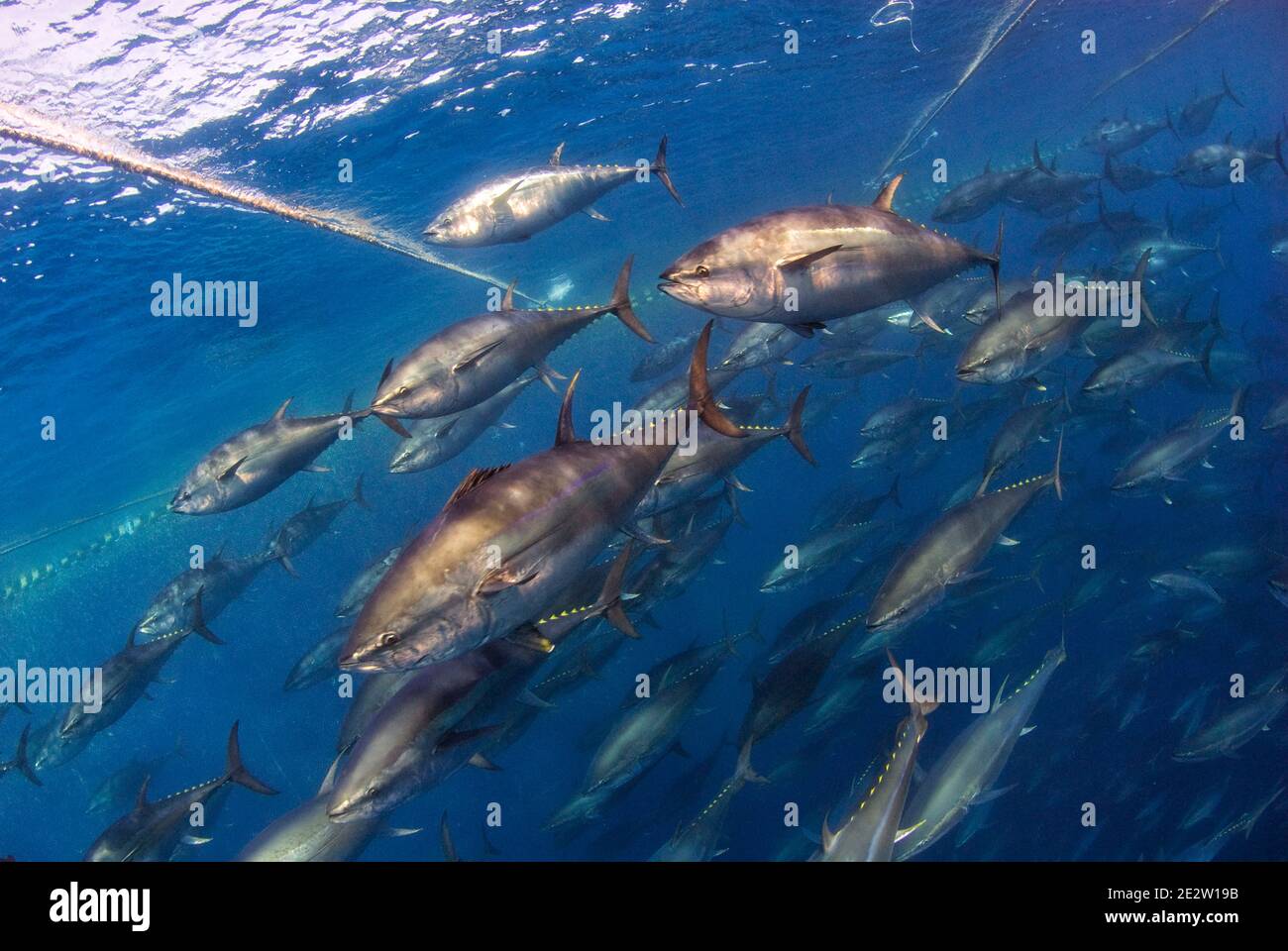 Atlantic bluefin tuna fished in seine fishing net. Mediterranean Sea ...
