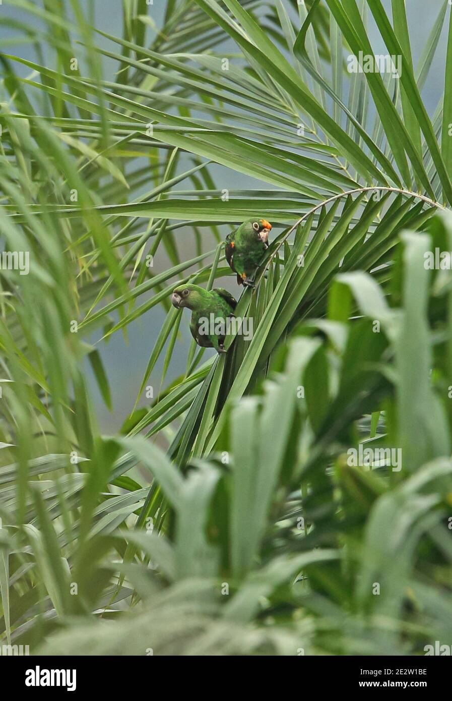 Poicephalus gulielmi hi-res stock photography and images - Alamy