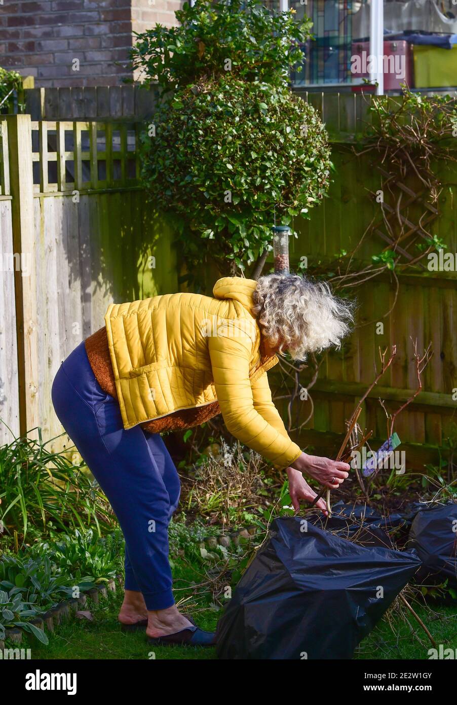 Middle aged mature woman clearing her town garden during winter months ...