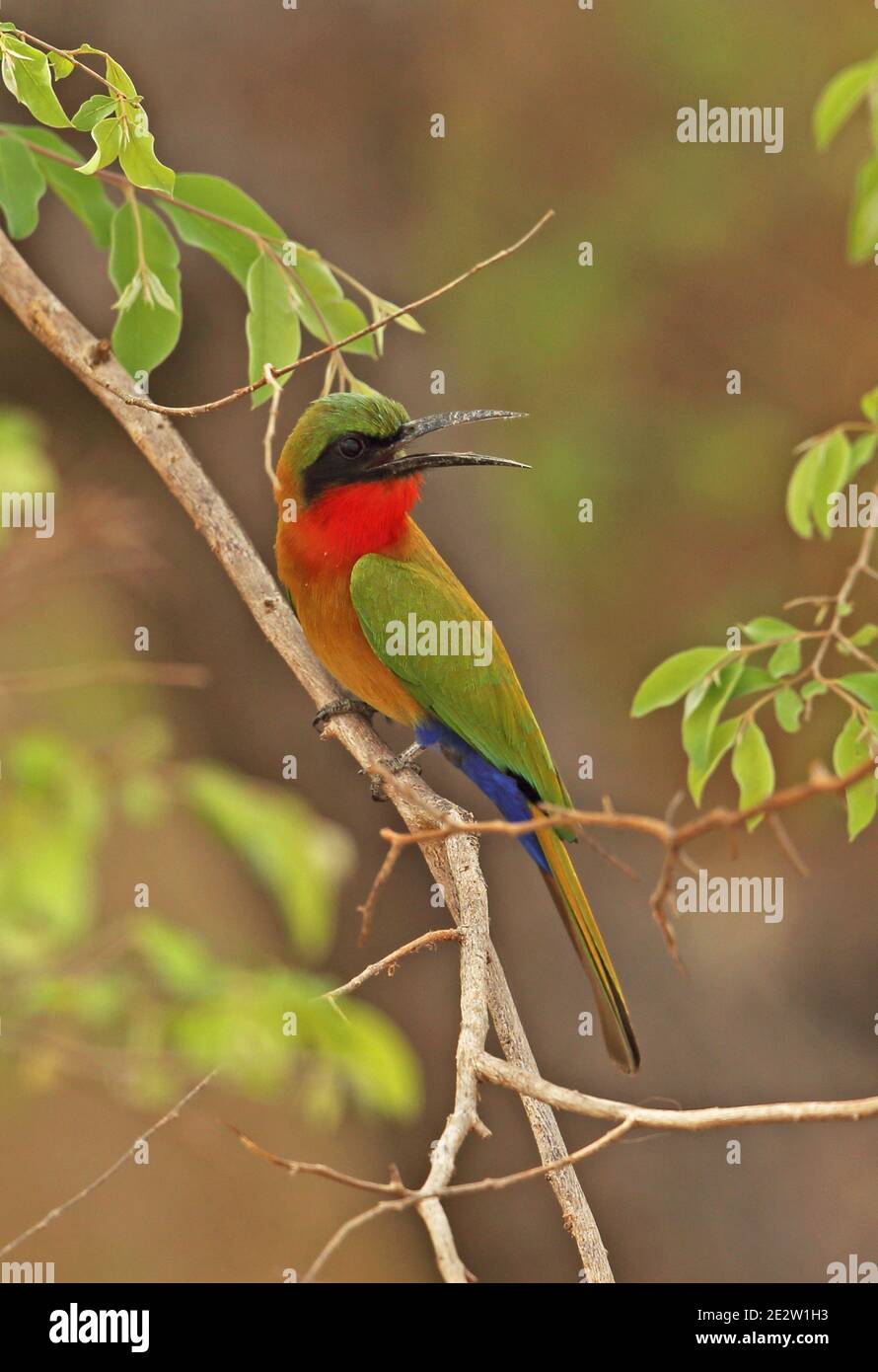 Red-throated Bee-eater (Merops bulocki bulocki) adult perched on branch ...