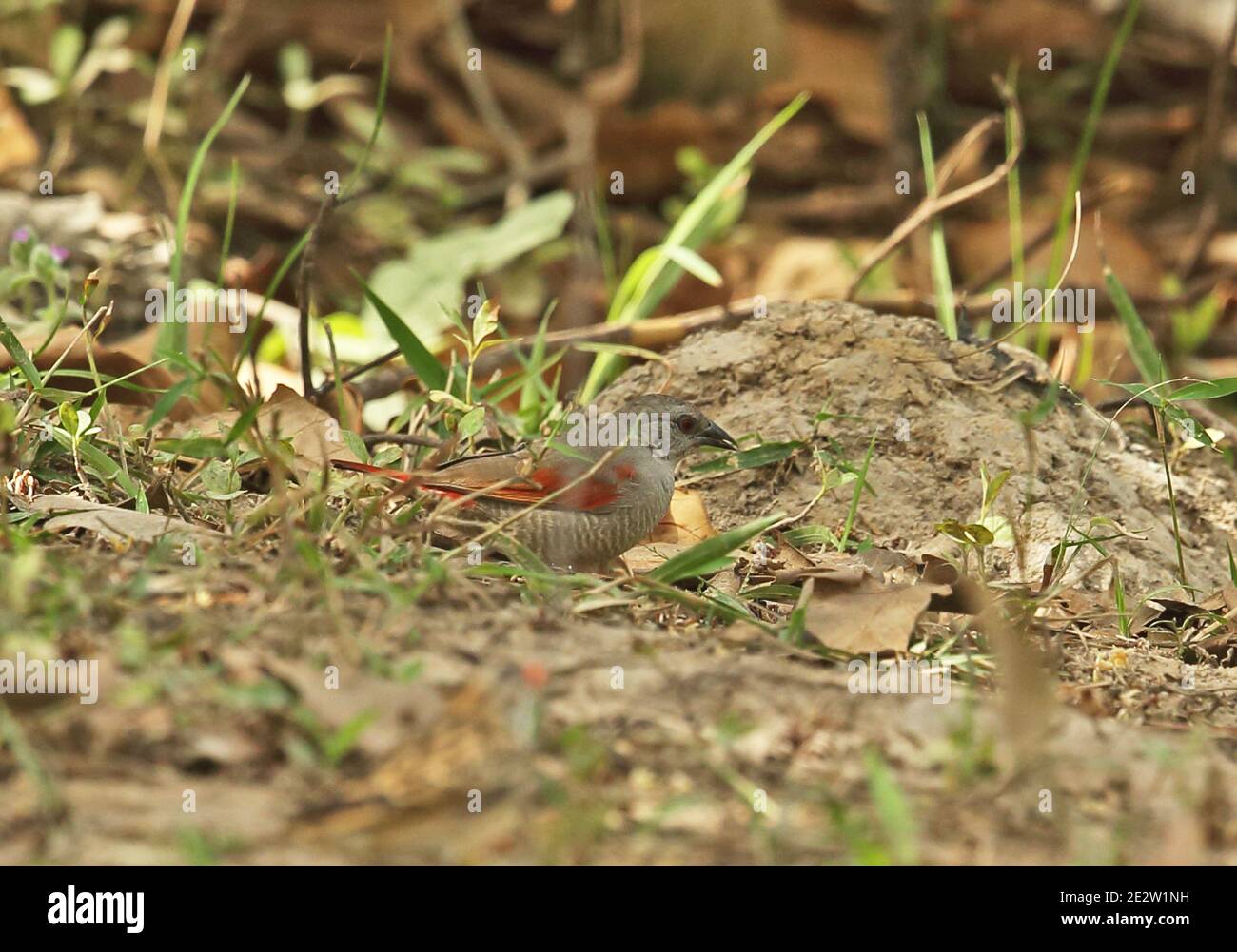 Red winged pytilia hi-res stock photography and images - Alamy