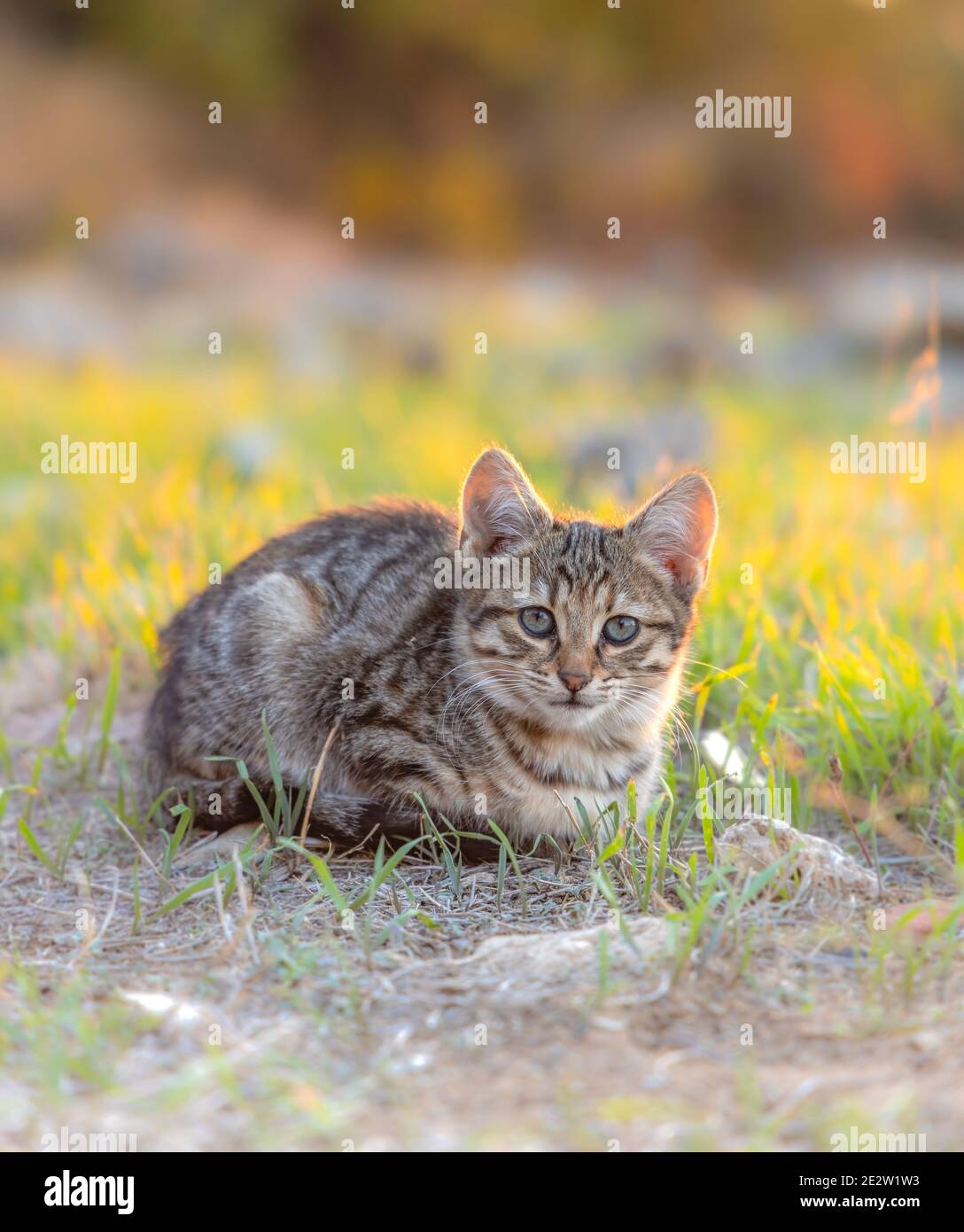 Cat grass backlight hi-res stock photography and images - Alamy