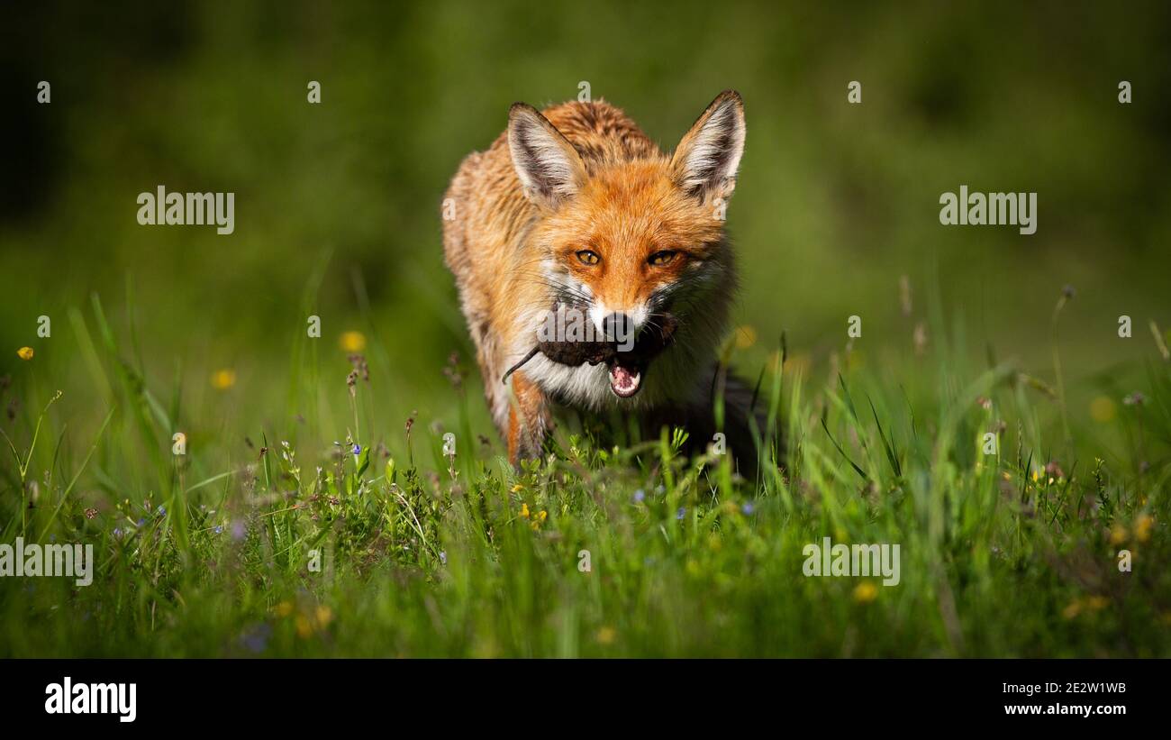 Red fox with mouse in mouth on glade in summer sunlight Stock Photo - Alamy