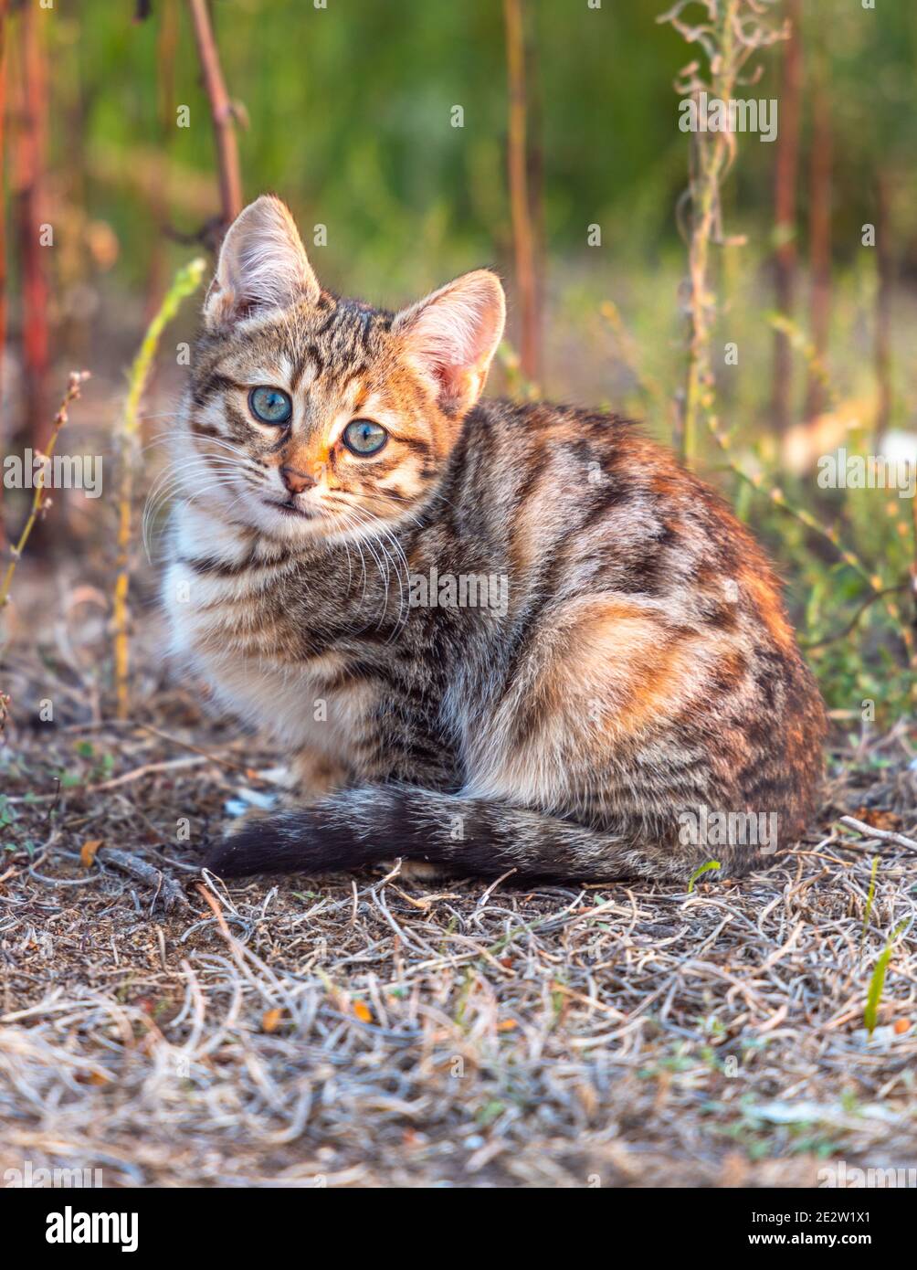 Cat garden backlight hi-res stock photography and images - Alamy