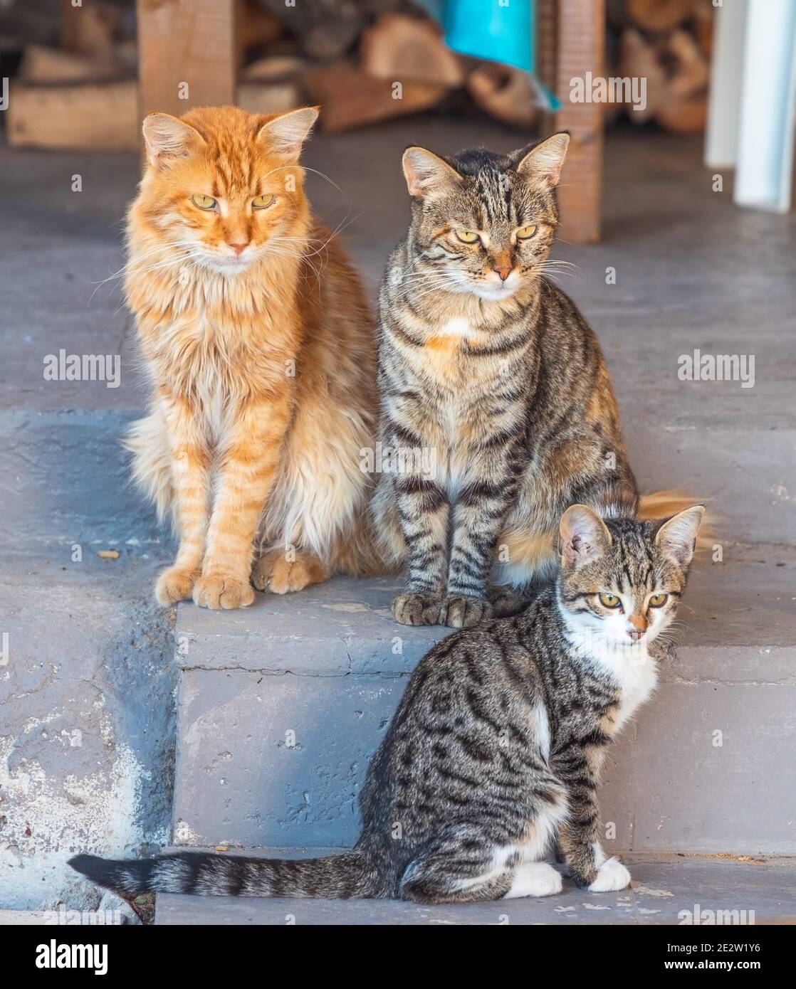 Close up of Cat Family in the country house sitting on stairs and ...