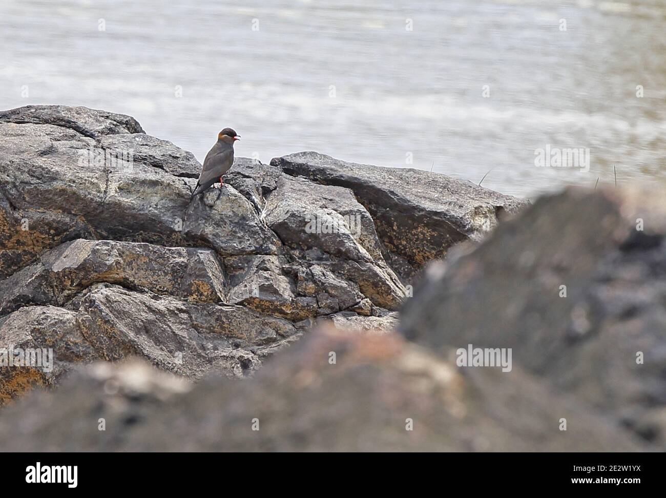 Praso hi-res stock photography and images - Alamy