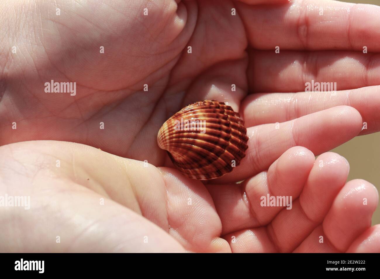 Hand holding seashells hi-res stock photography and images - Alamy