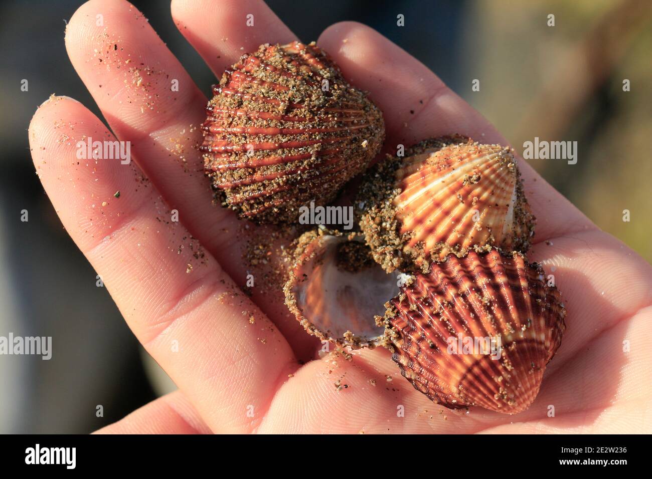 Hand holding seashells hi-res stock photography and images - Alamy