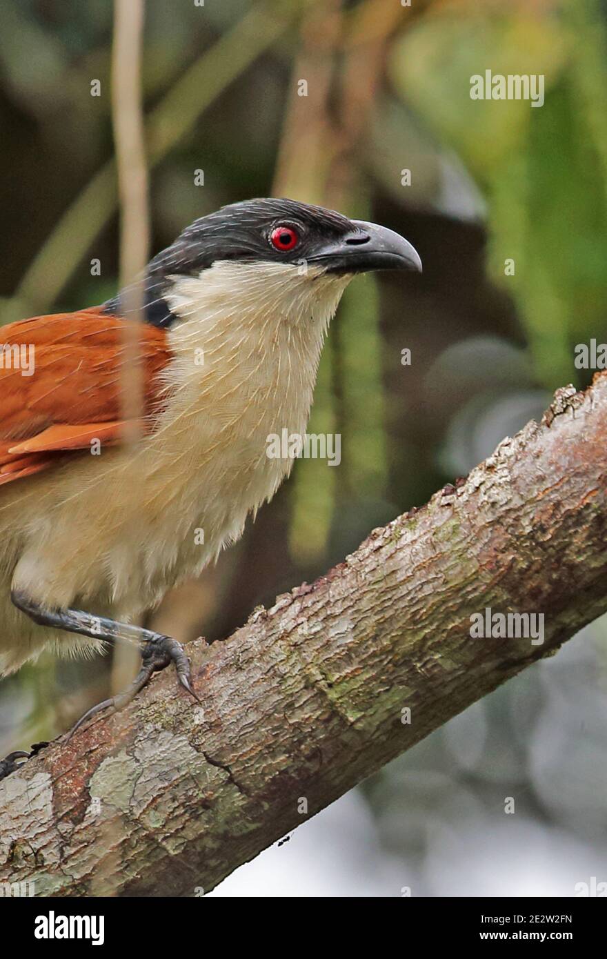 Centropus senegalensis hi-res stock photography and images - Alamy
