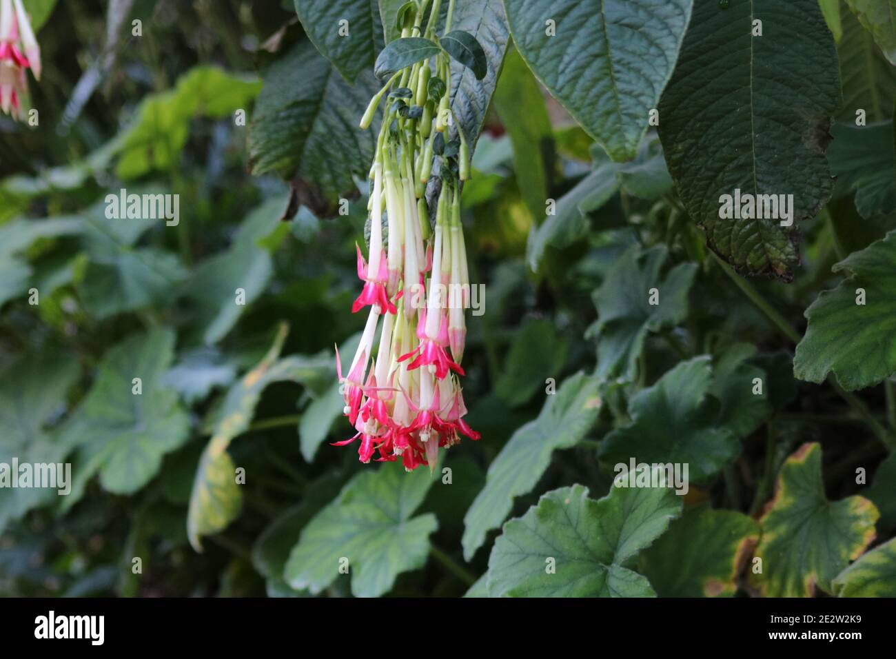 Trumpet like flowers hi-res stock photography and images - Alamy