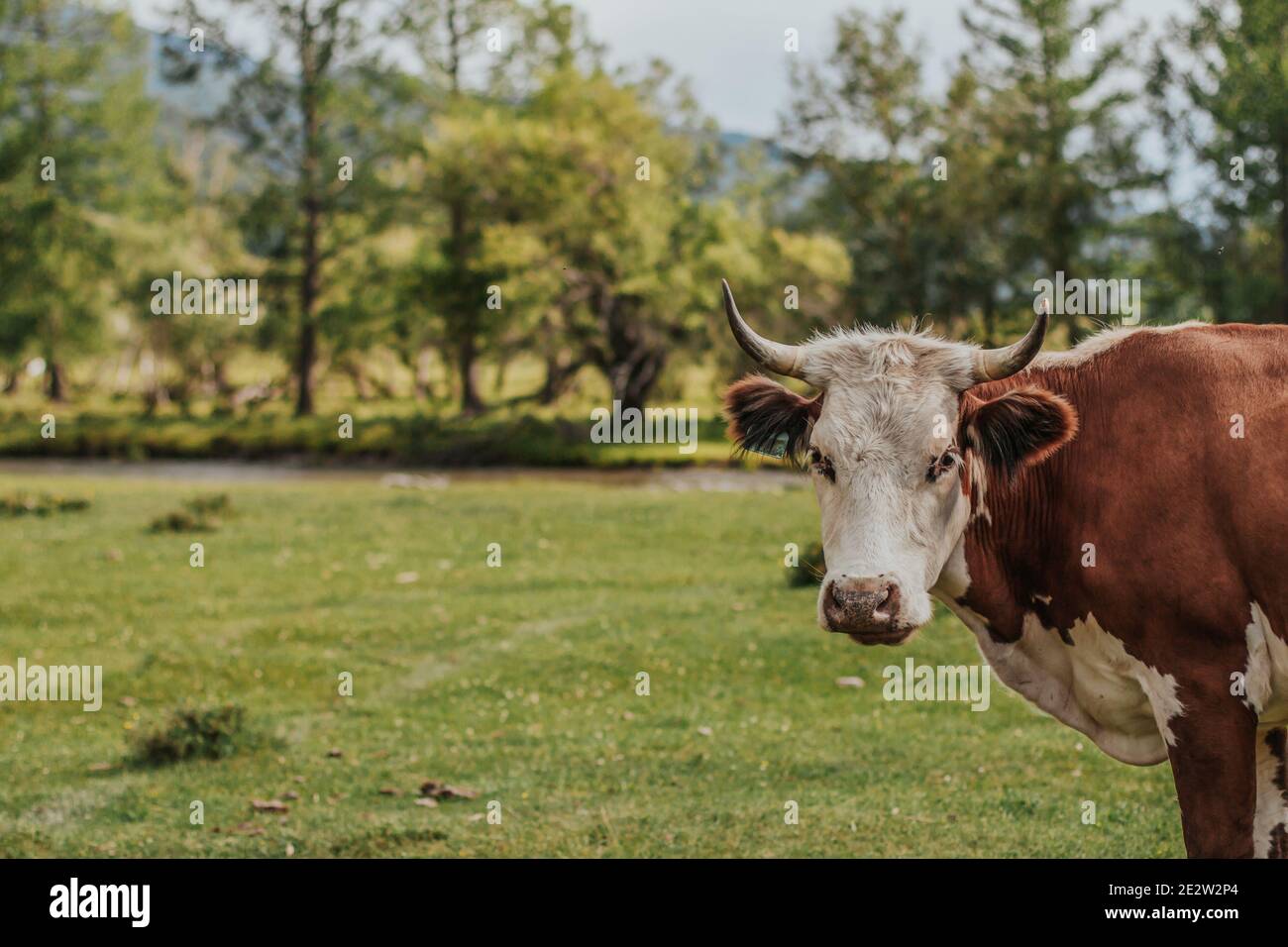 Red spotted cow hi-res stock photography and images - Alamy