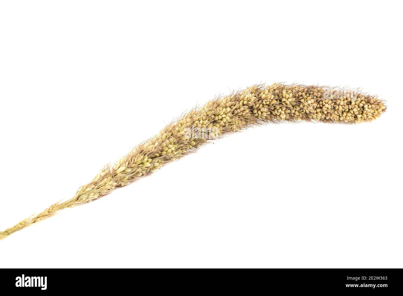 Dried siberian millet twig isolated on a white background. Dry millet ...