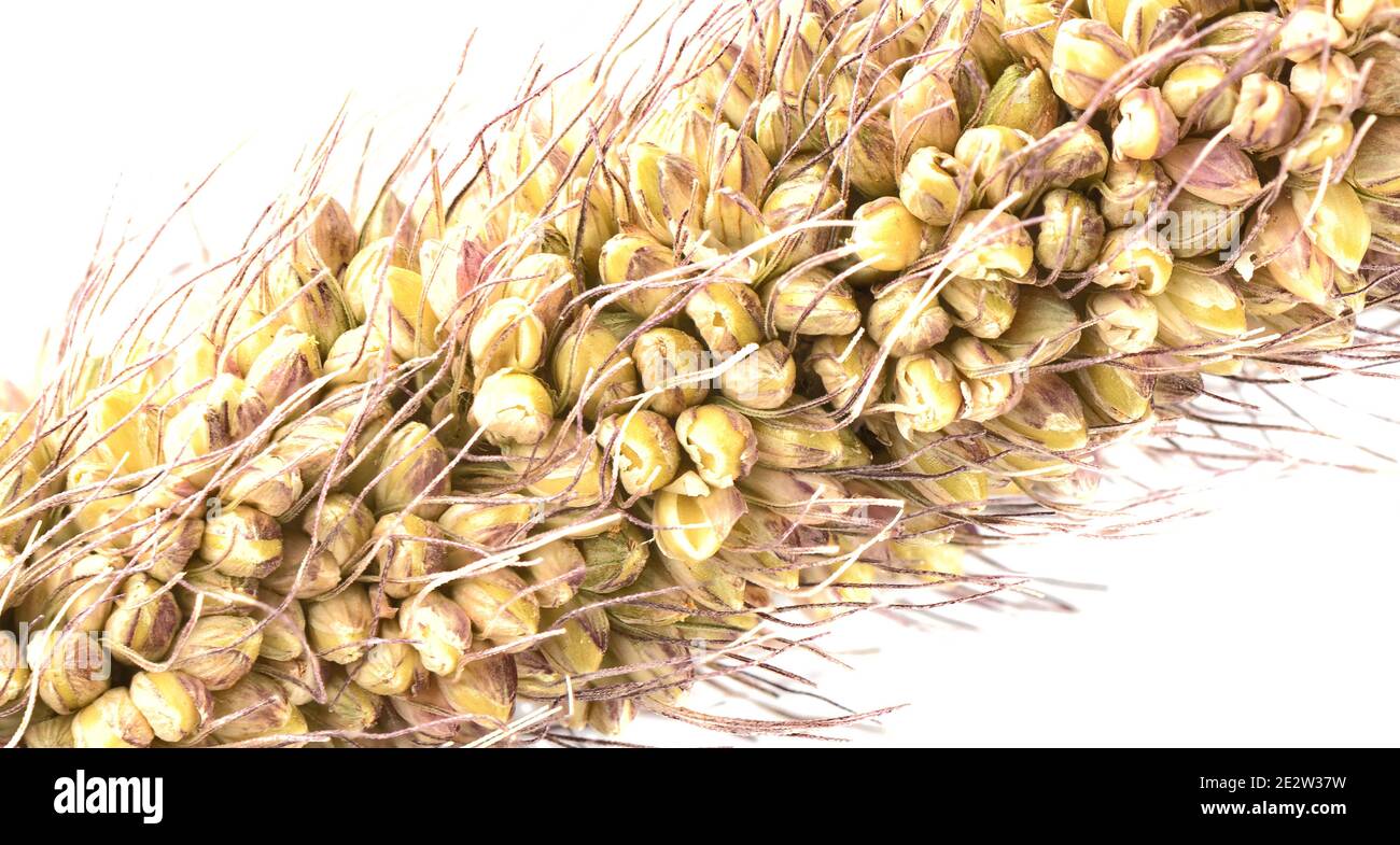 A macro shot of a dry spikelet of chumiza on a white background ...