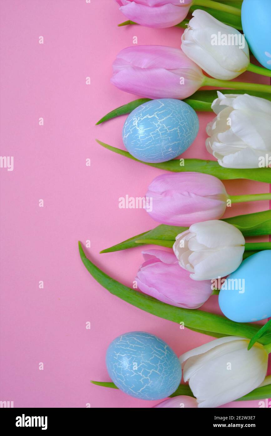 Easter holiday. White and pink tulips flowers,blue easter eggs set on a ...