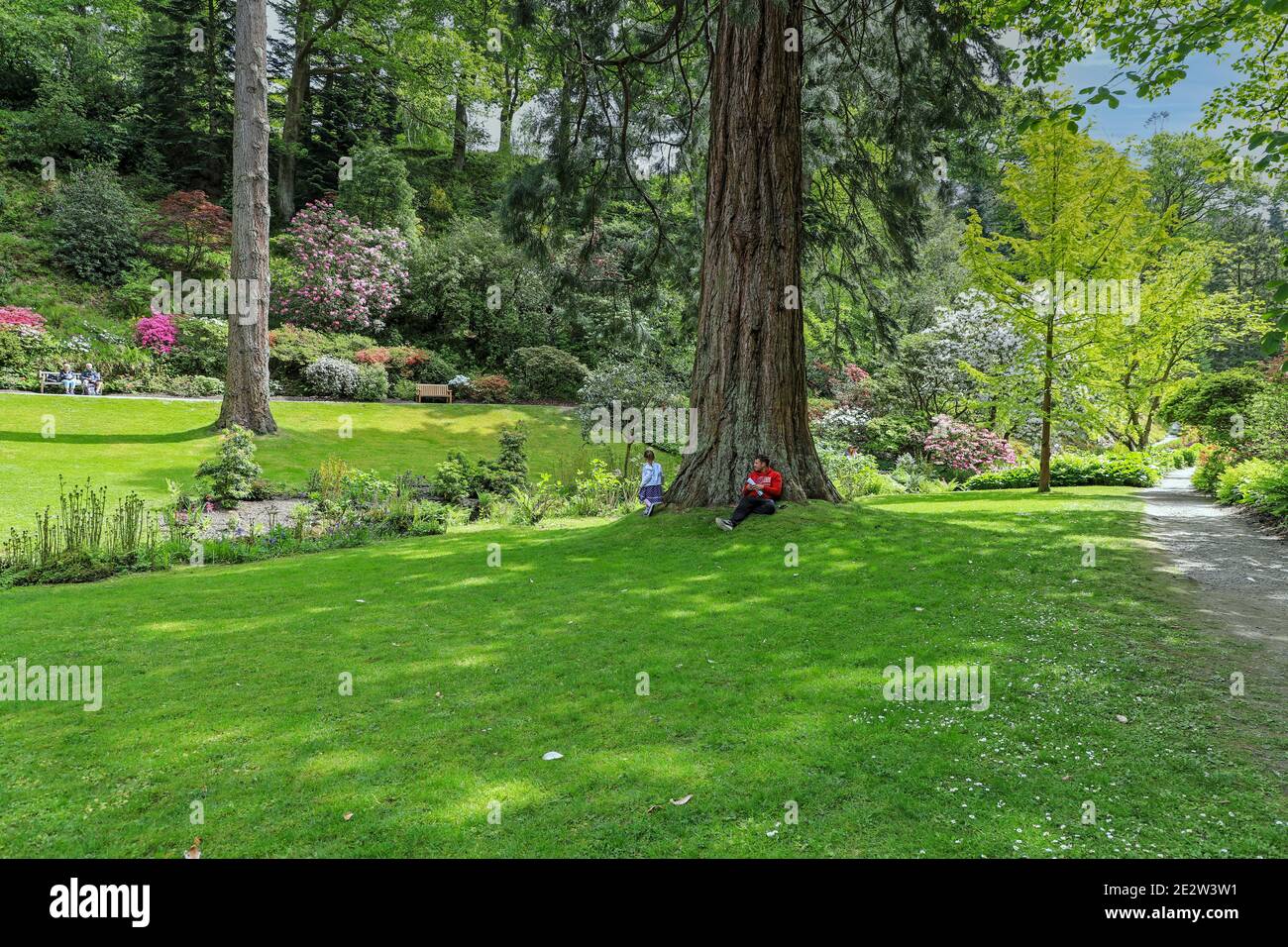 A father and his young child resting under a Redwood tree, Bodnant ...