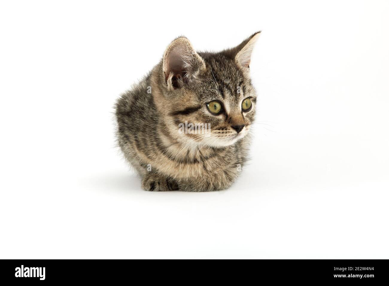 Little tabby (European Shorthair) kitten isolated on white background ...