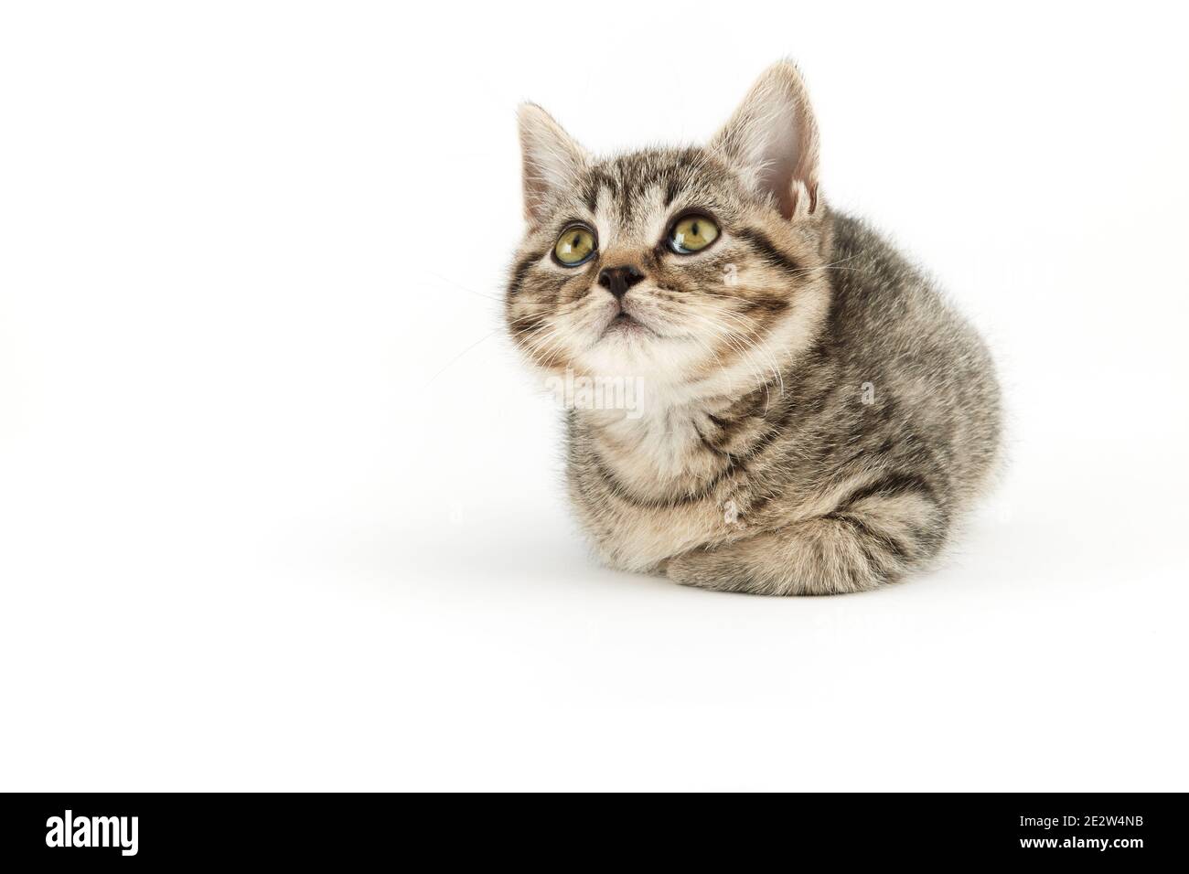 Little tabby (European Shorthair) kitten isolated on white background ...