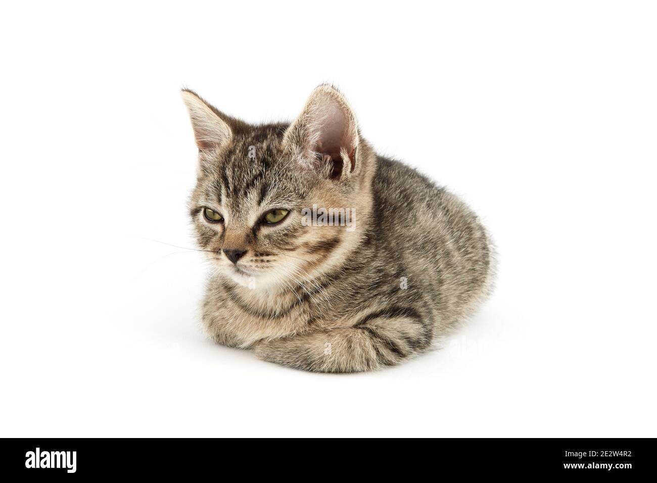 Little tabby (European Shorthair) kitten isolated on white background ...