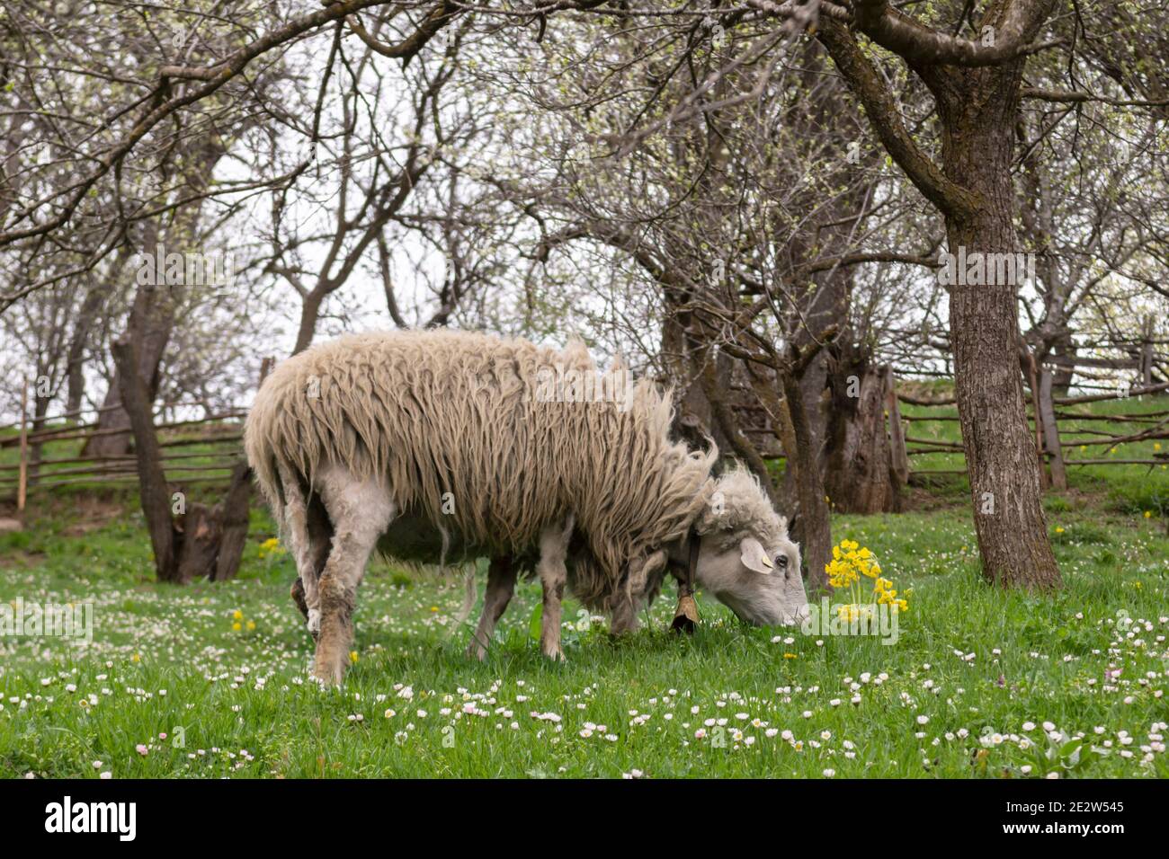 Sheep mountain meadow flowers hi-res stock photography and images - Alamy