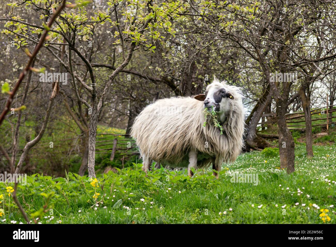 Sheep and flowers hi-res stock photography and images - Alamy