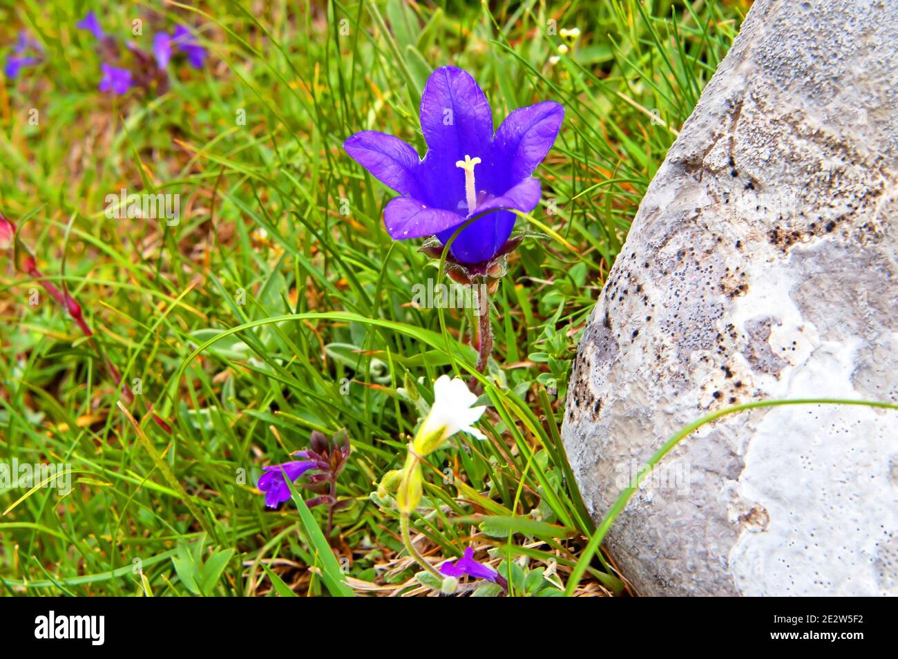 Rocky mountain crocus hi-res stock photography and images - Alamy