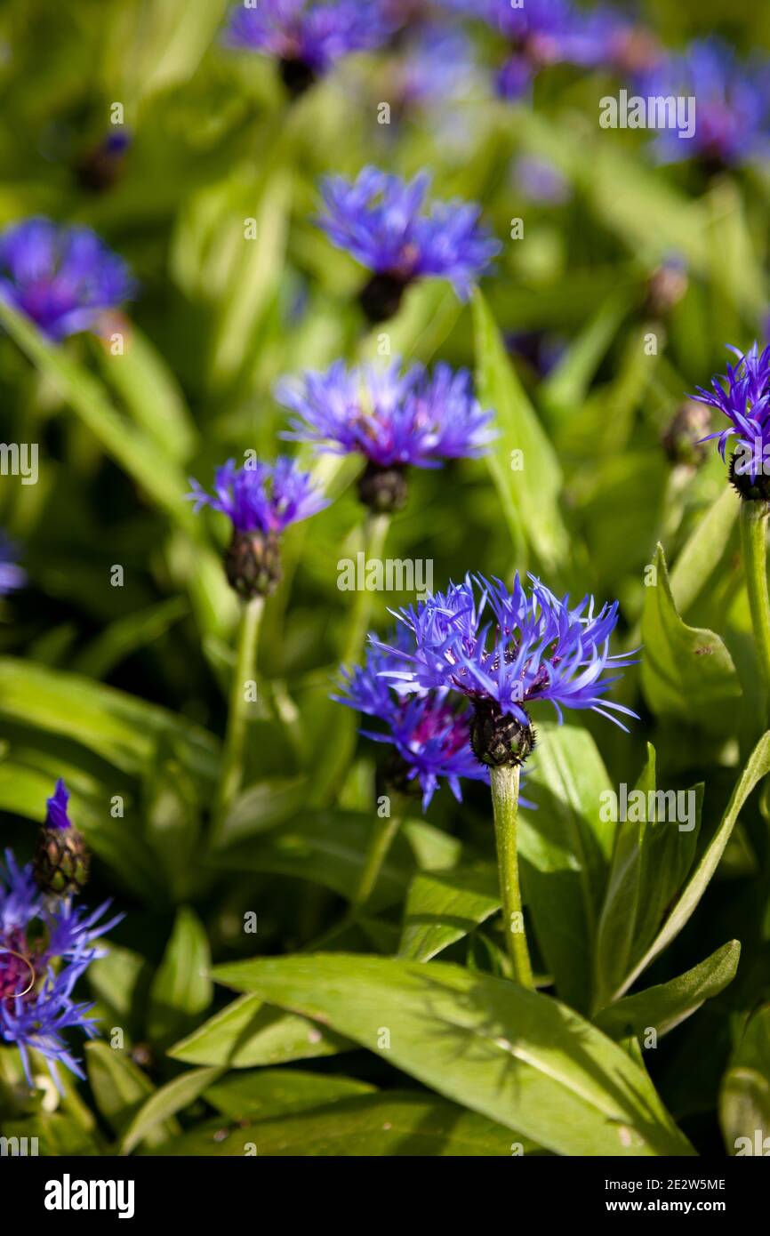 Blue flowers cornflowers in the garden. Cornflower in the flowerbed ...