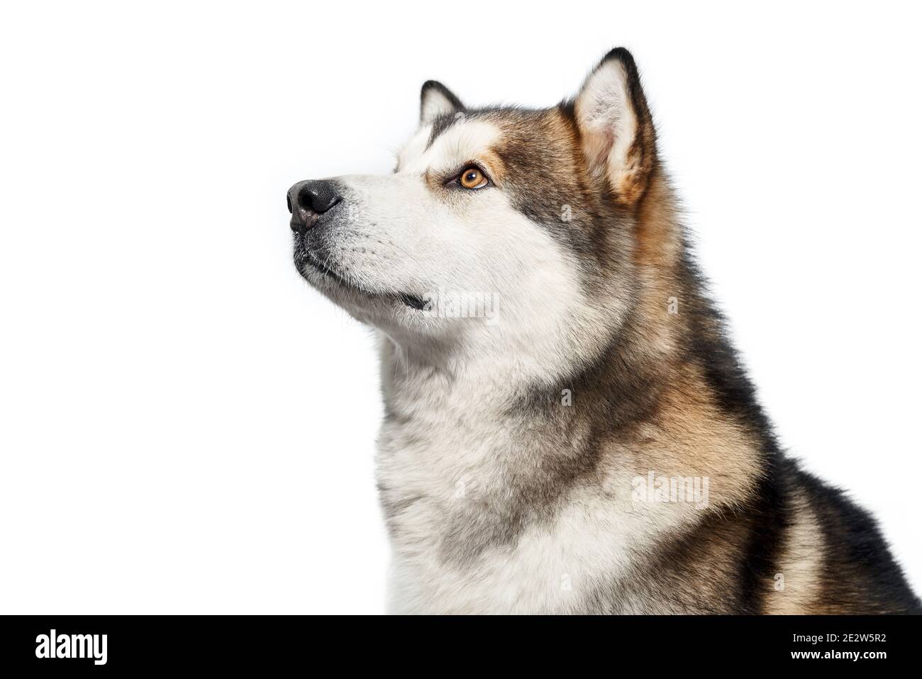 Beautiful brown siberian husky with kind eyes looks up on white ...