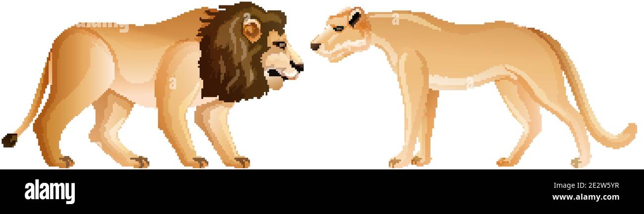 Lion and lioness in standing position on white background illustration ...