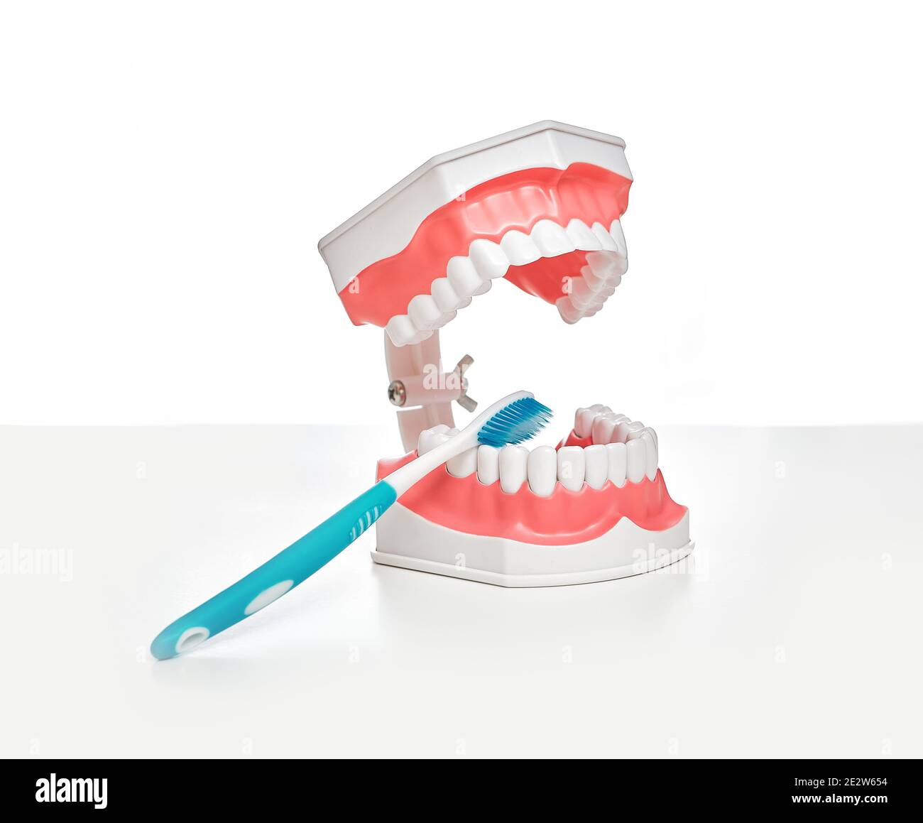 Stomatology, oral and dental hygiene. Anatomical model of human jaw and ...