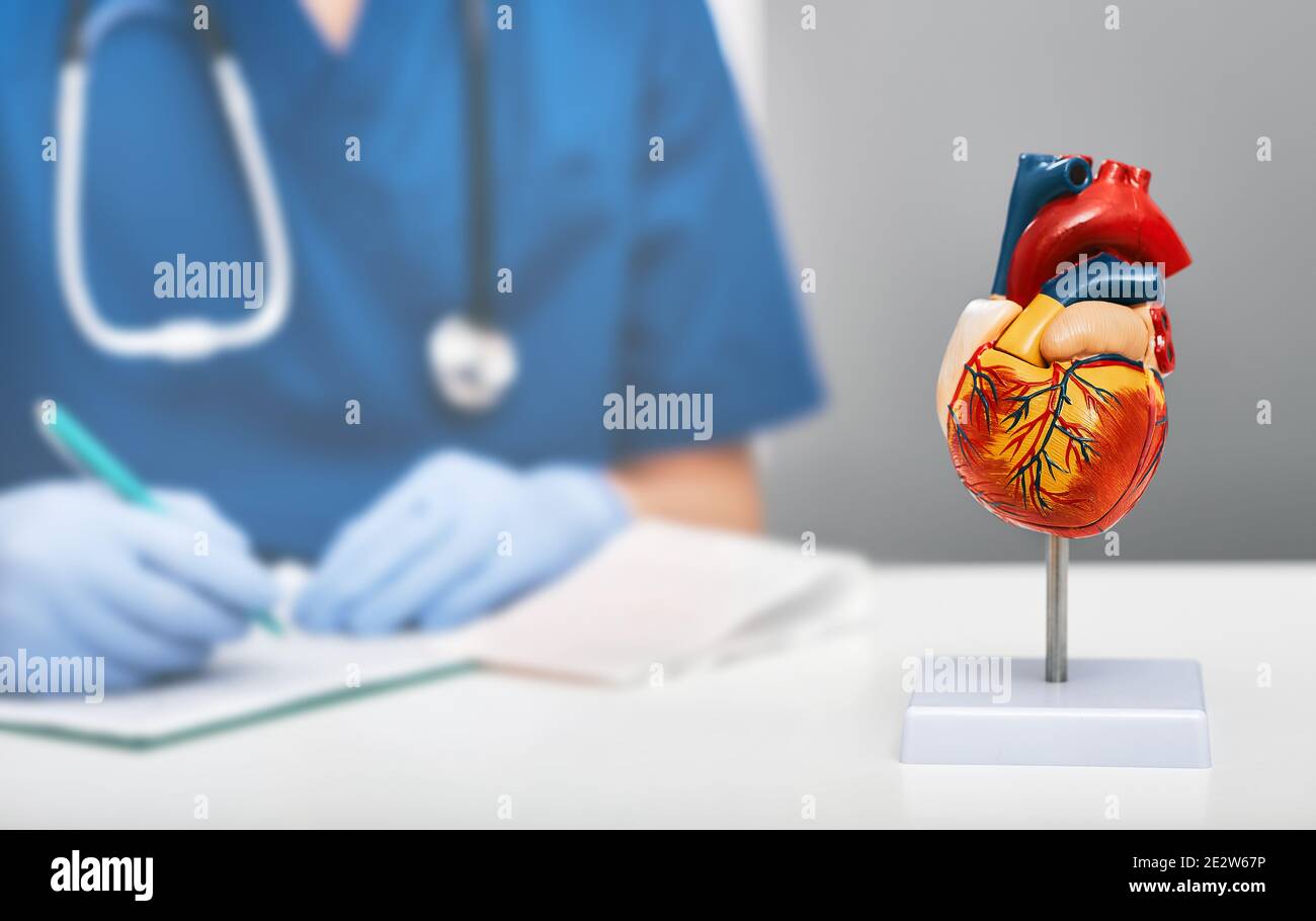 Anatomical model of human heart on doctor table in a cardiology office ...